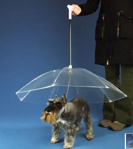 Dogbrella ховае вашага сабаку ад дажджу 10104_1