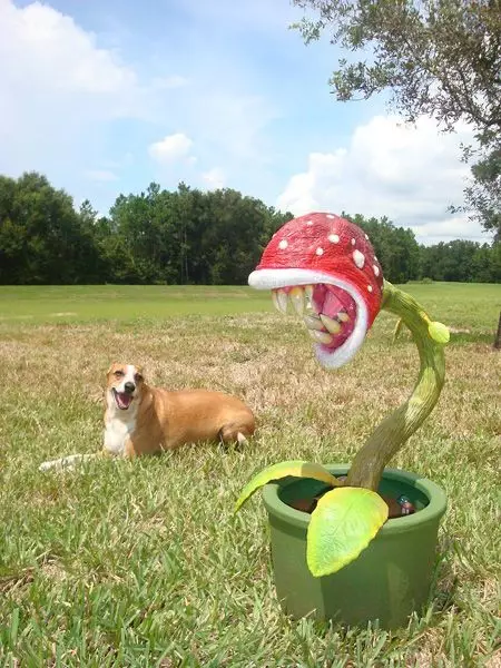 Piranha Plant Minn Super Mario Bros Jiġi Ħajja, Jidher Ġuħ 11342_1