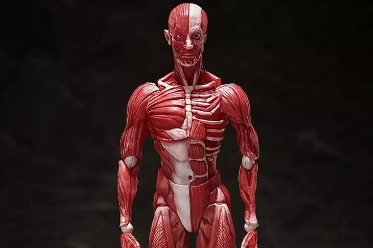 Figma lidský anatomický model 4181_1