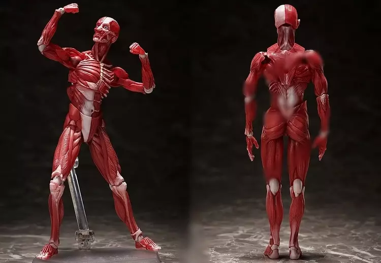 Mfano wa Anatomia wa Kibinadamu wa Figma 4181_2