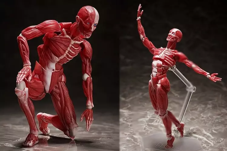 Figma Human Anatomical Model 4181_3