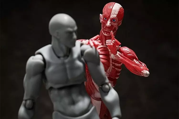 Figma menneskelig anatomisk modell 4181_4