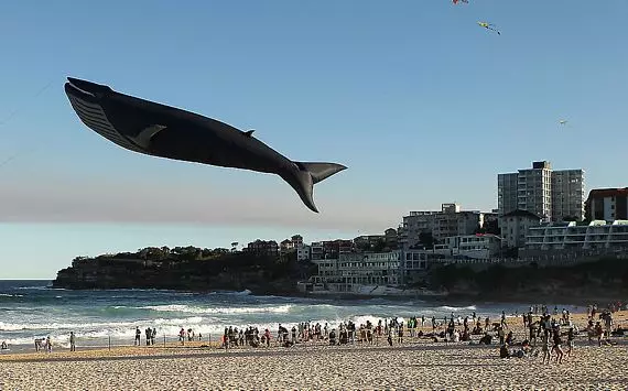 Un cerf-volant baleine bleu grandeur nature et réaliste 5606_1