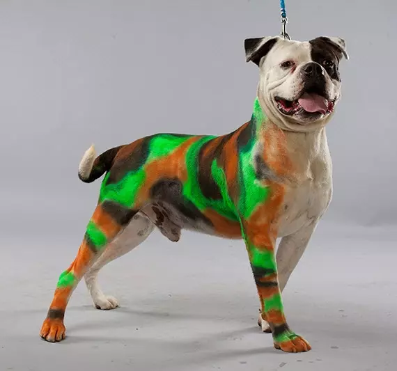 PetPaint reňkli saç spreýleri 7138_3