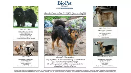 BioPet DNA Breed ID Kit Imadziwa Makolo Agalu Anu Monga CSI 9574_2